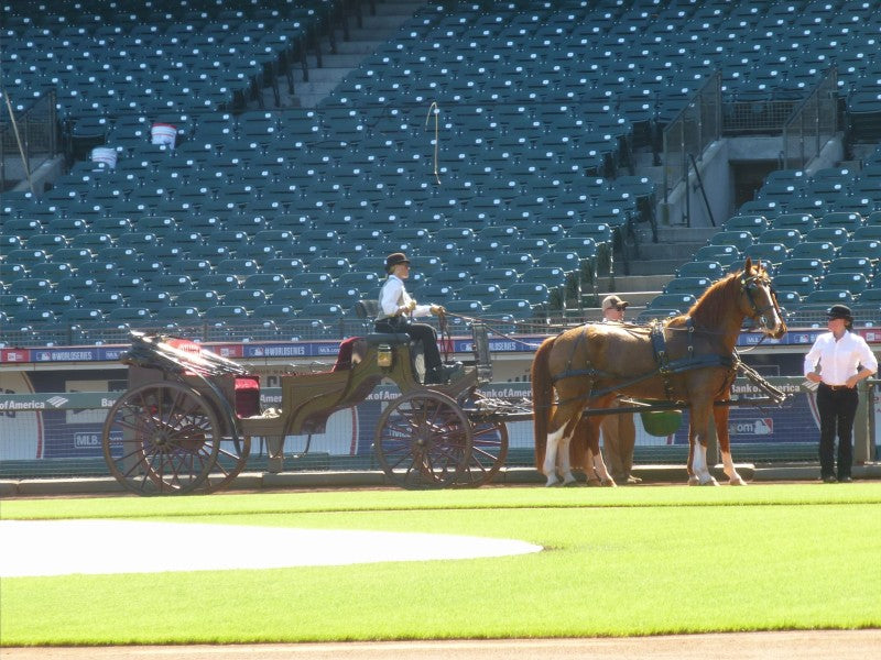 Hackneys Go to Giants Stadium – Grand Meadows